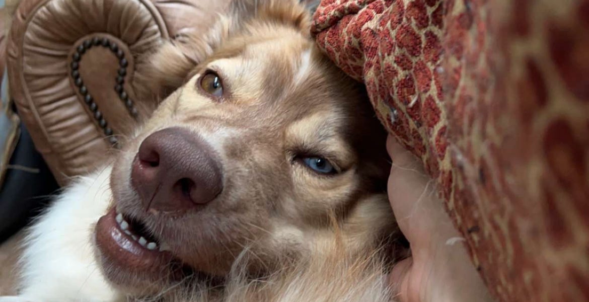 Comments - Henry’s Hierarchy of Needs - by Henry Brody