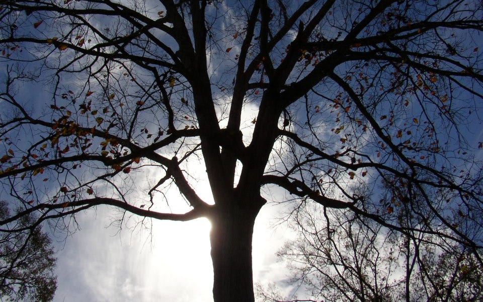 May All Beings Be… - CRONE ENERGY by Ronlyn Domingue