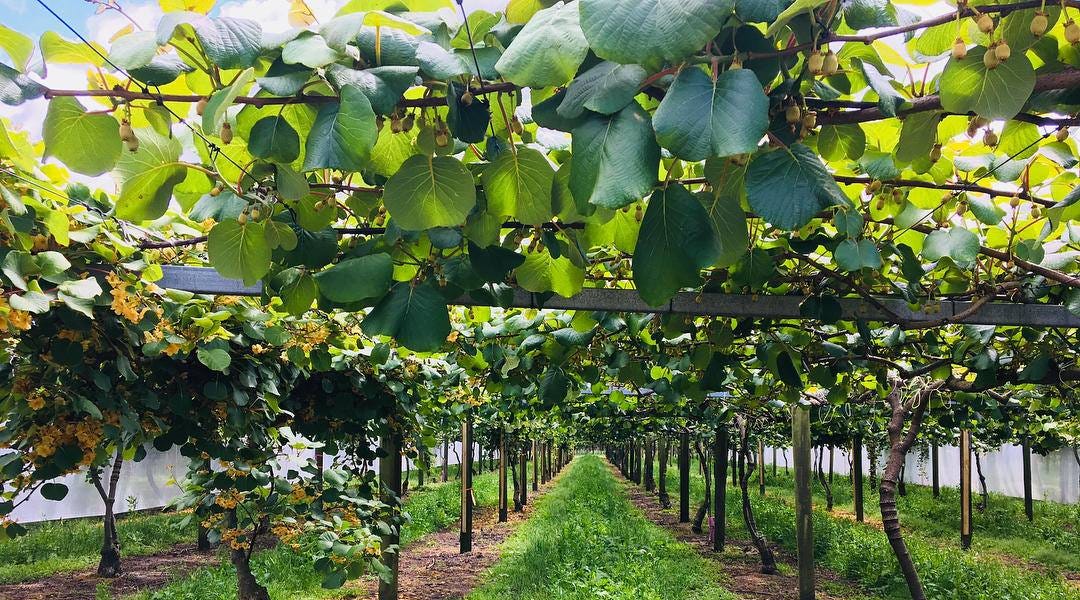 A Business Strategy Self-Examination - by Kiwi Labs