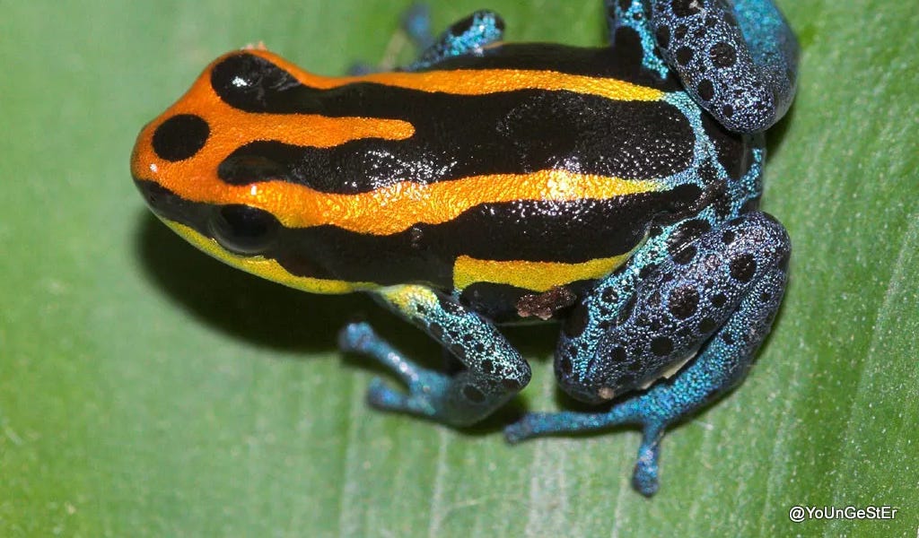 How Do Poisonous Animals Get Their Warning Colors?
