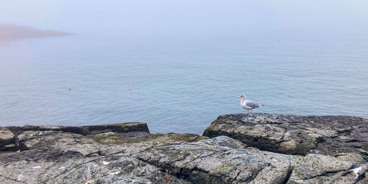 A Gull Barfing by the Sea - by Bryan Pfeiffer