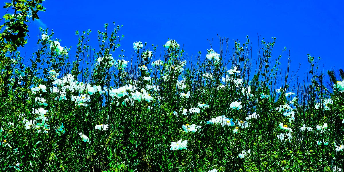 Chief Matilija - by Jon Pinter - Jon’s Substack