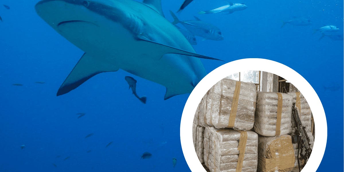 Shooting stars and cocaine sharks - DutchReview’s Substack