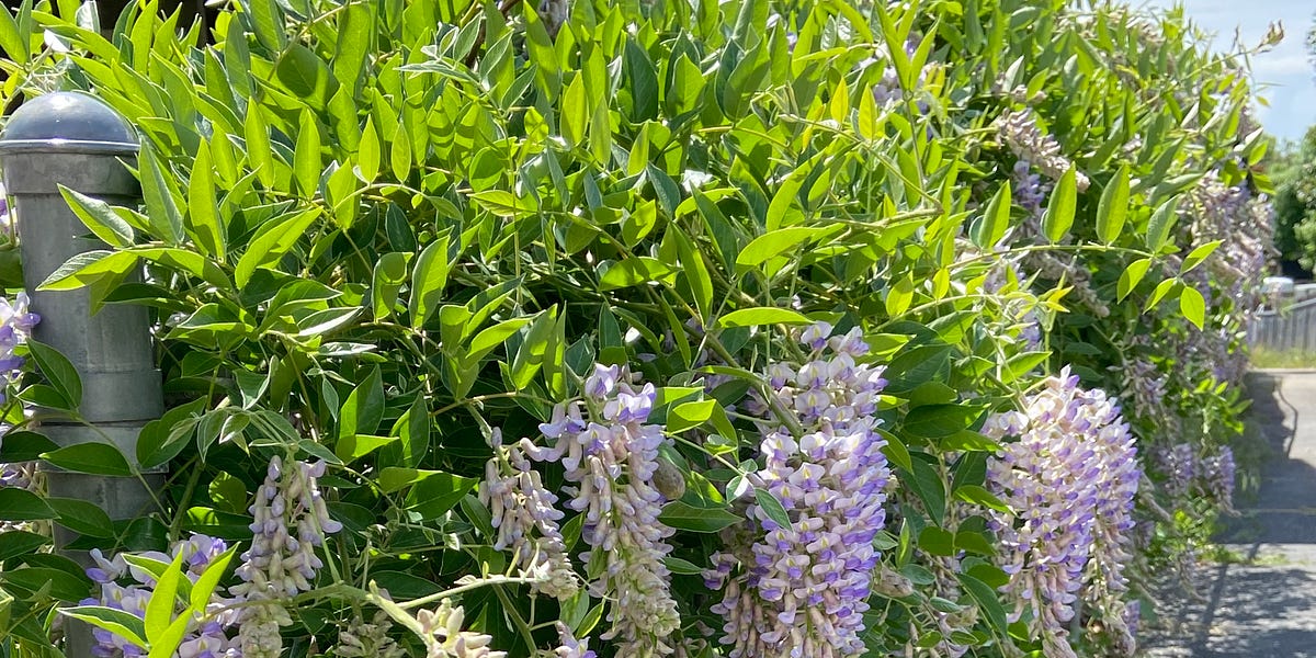 Intermission: A Midsummer Poem and Announcements