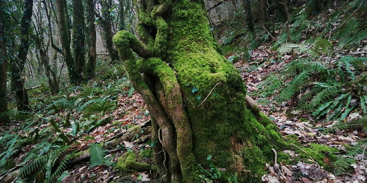 Overwhelm - by Jake Rayson - Nature Works