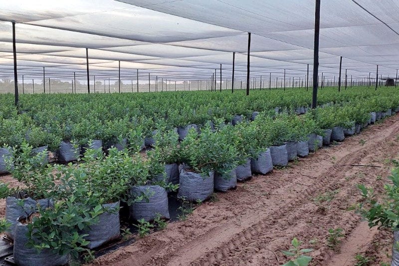 Eos Capital in Namibia blueberries deal - by Nelly Murungi
