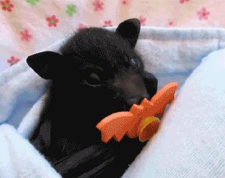 Bat with a Pacifier - by Martini Glambassador