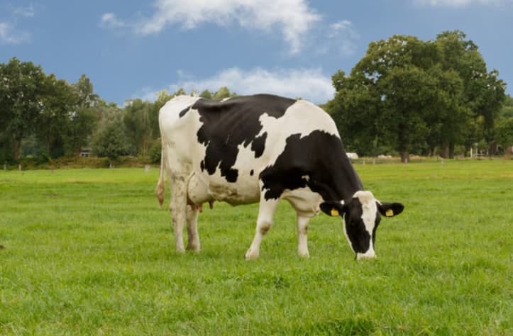 The Food Wars - by Chris Martenson - Chris’s Substack