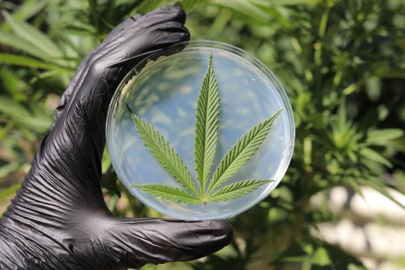 Microbial Risks in the Hobby Grow w/ Dr. Tess Eidem