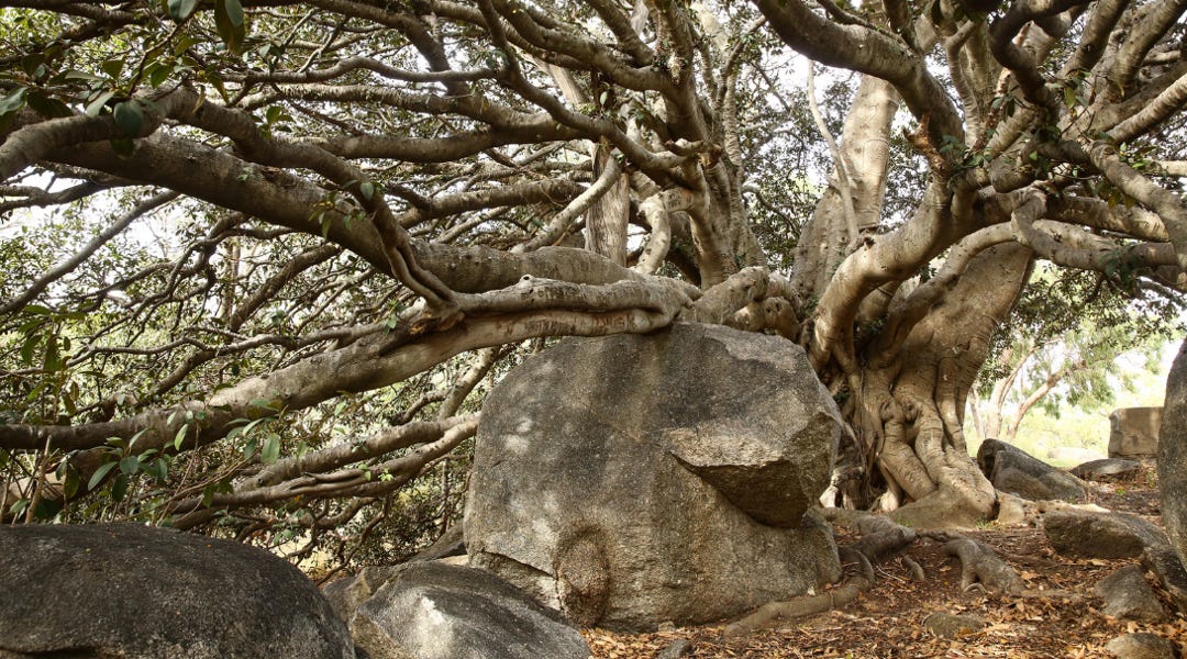 The "Hardship Immune System" - by Sam Alaimo - What then?