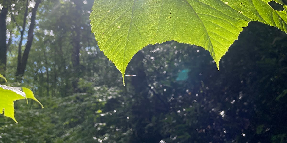 Summer Solstice - Carmen’s Substack