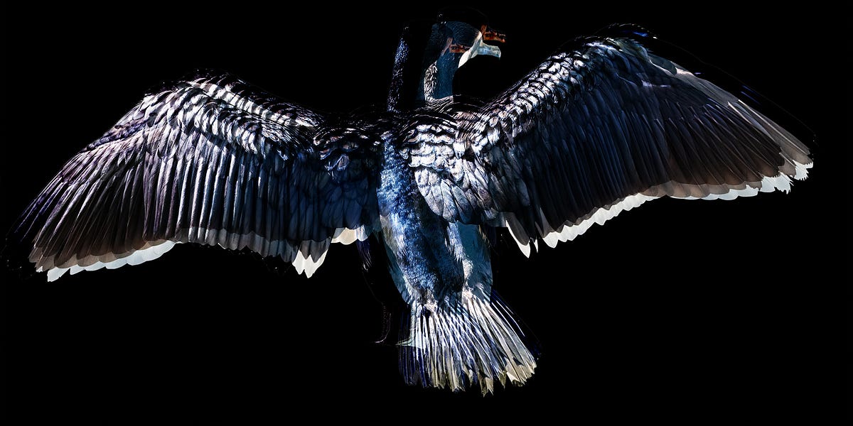 The Unflinching Horror of Stephen Gregory - by Bill Ryan