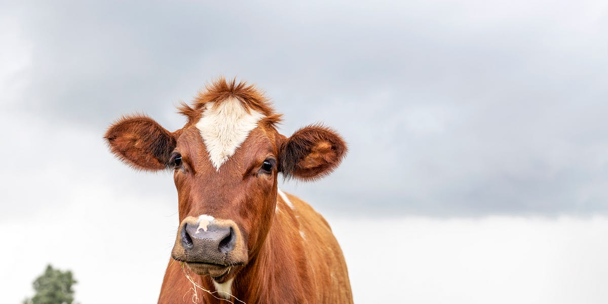 How Now Cow of Brown? - audio edition - by Heather Heying