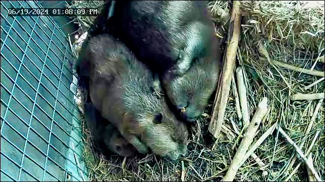 Halfway houses - by Jakob Shockey - The Beaver Coalition