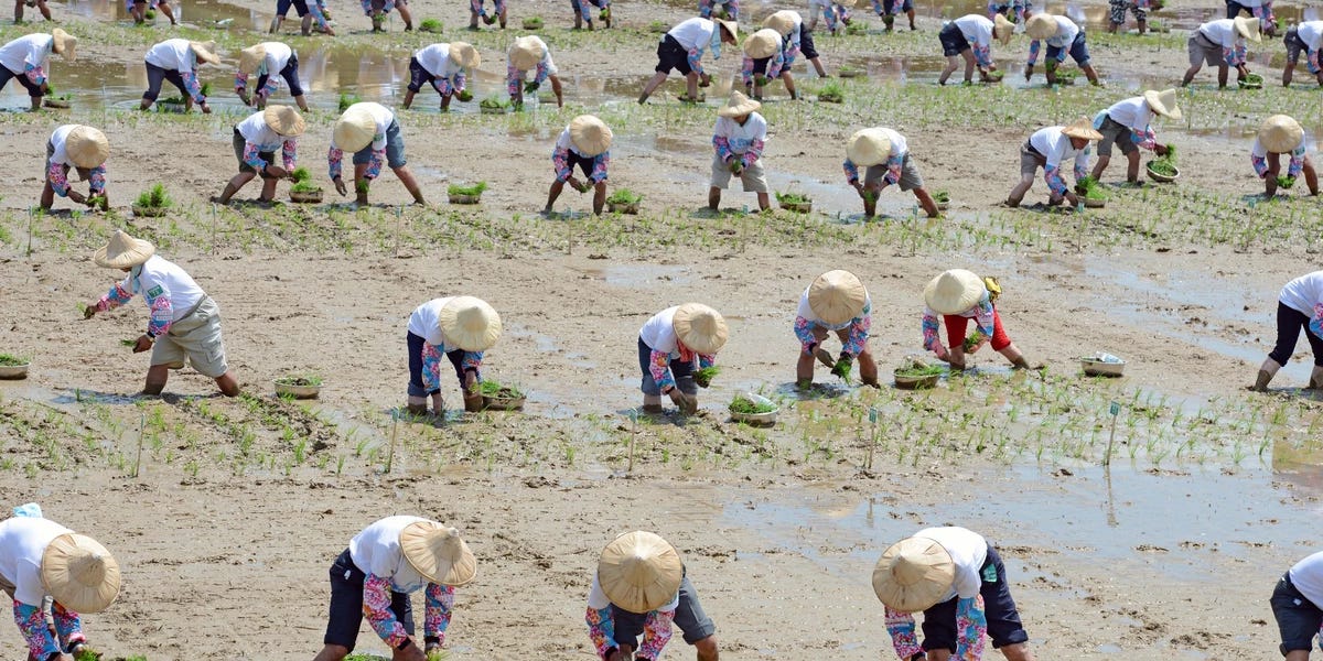 How rice farming remade East Asians - Aporia