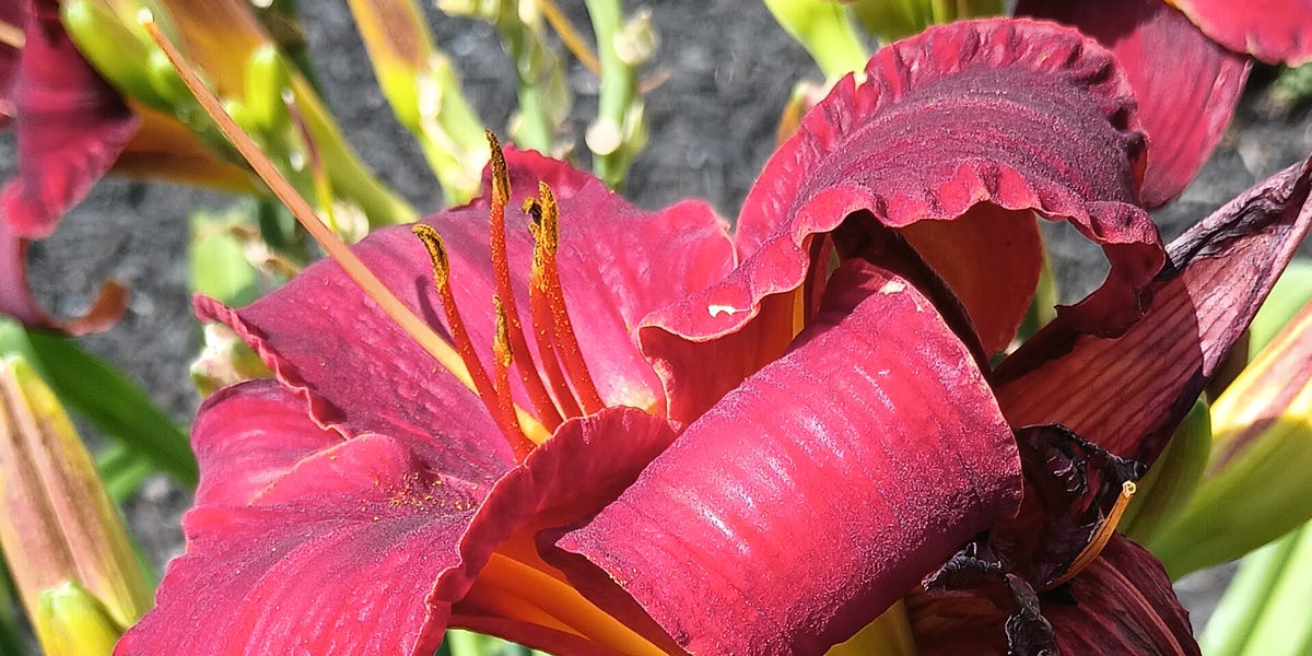 Crossing Borders: - Story Carrier: Jane Clark's Substack