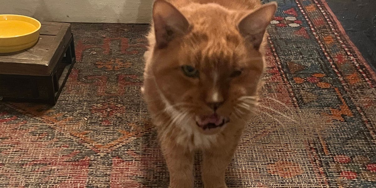 Cat Tense - by Beckett Rosset - TENSE