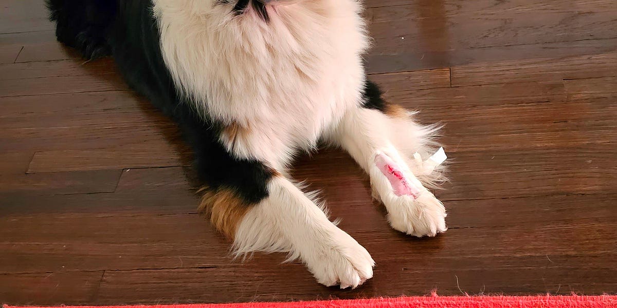 HOW I AM CURING MY DOG's LACERATION IN JUST DAYS - Rather than the 2 ...