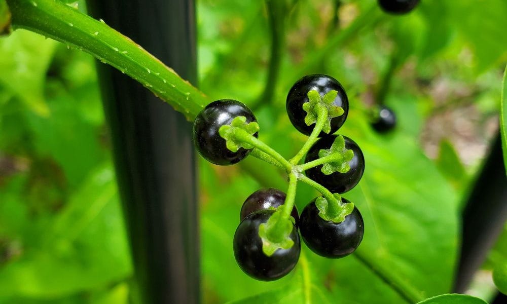 Blackberry Nightshade - by J.P. - Bush Food Forager