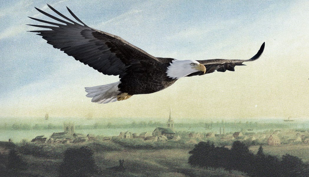 A Brief History of Bald Eagles in Toronto - by Adam Bunch