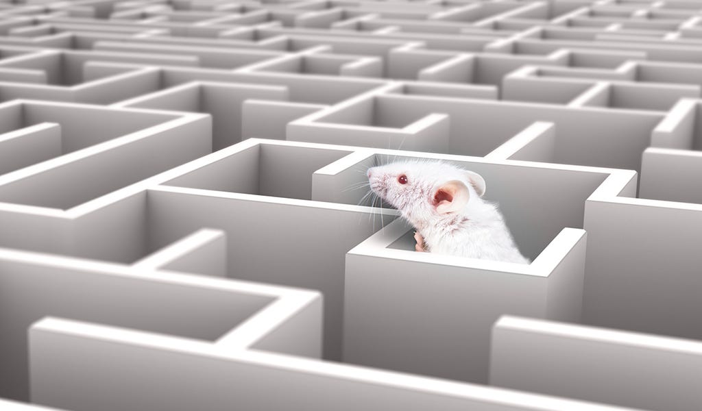 The Evolution of Imagination - by Ian Jobling