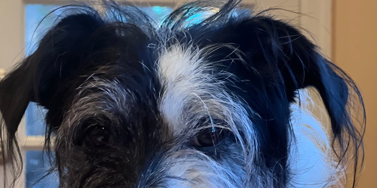 I Read All of Kash Patel's Children's Books