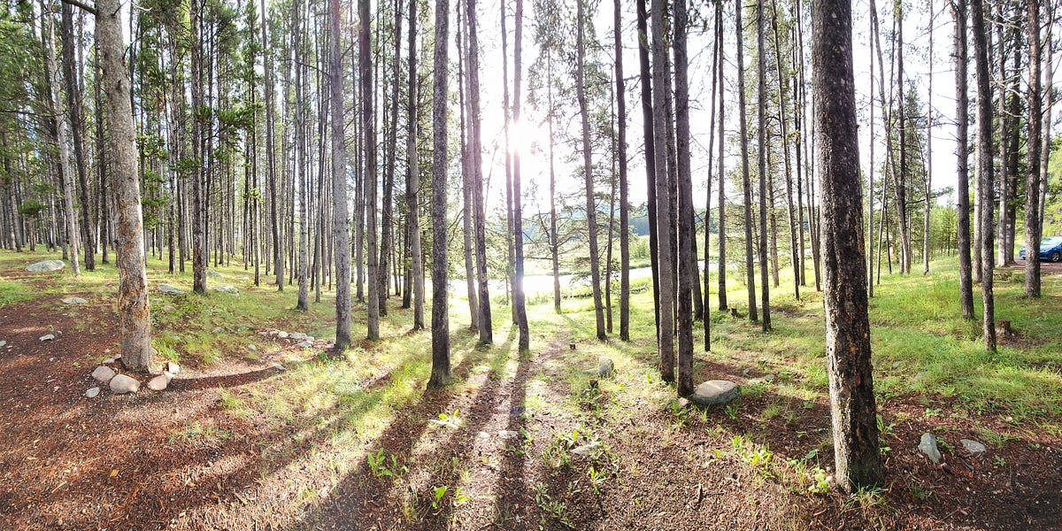 One Weird Brain - by Jack Yoder - Jack’s Substack