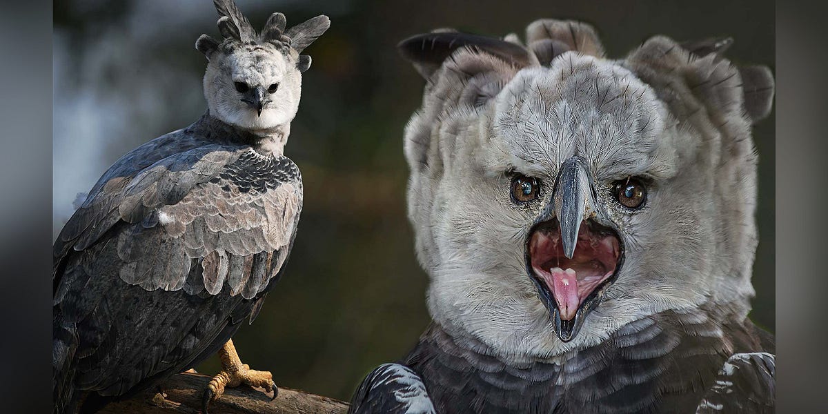 Harpy Eagle - by Jennifer Shamel and Moises Z