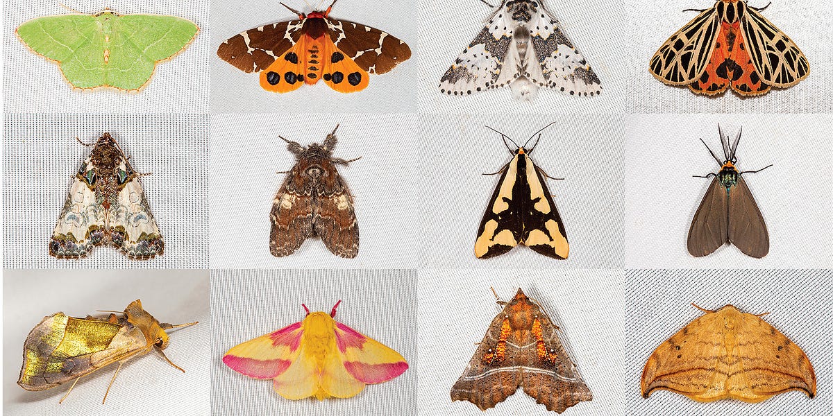 The Moth and the Flame - by Bryan Pfeiffer - Chasing Nature