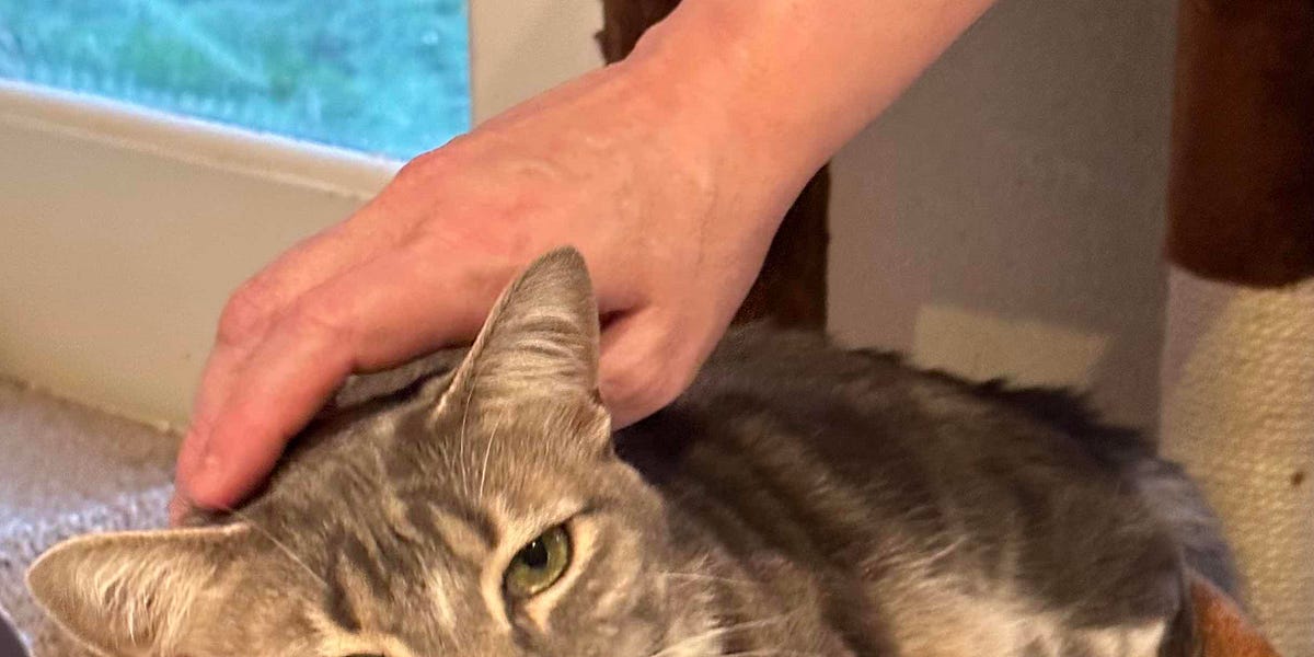 Jasper Cat and the Slug - by Dakota Duncan - Tails & Twists