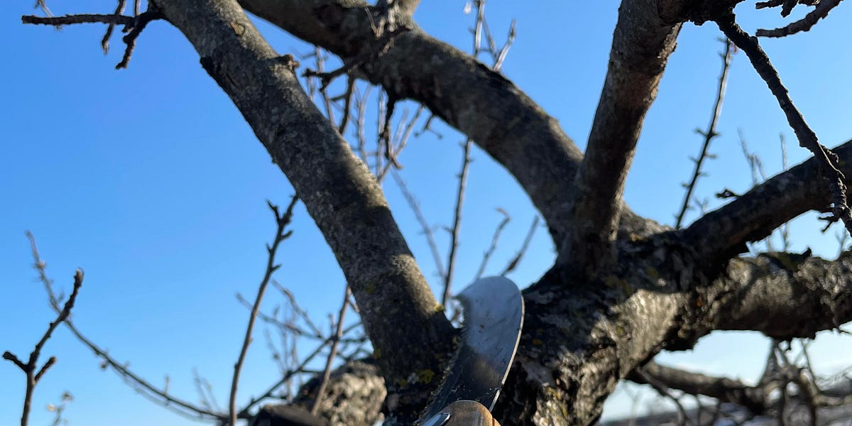 Wildtending- Apple trees - Clay Bowers' Substack