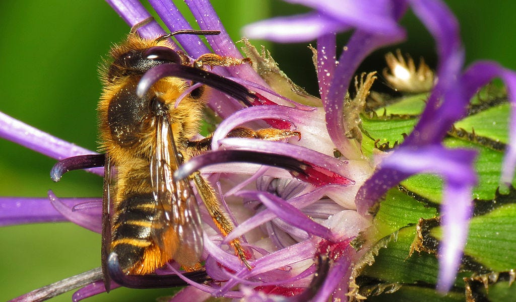🐝 6 Things You Didn't Know About Leafcutter Bees