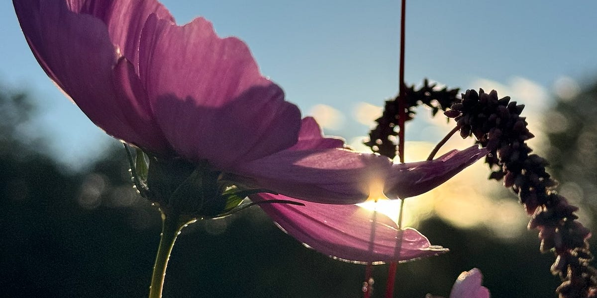 The Gift of Dogs Named Scout - by Edward Goode