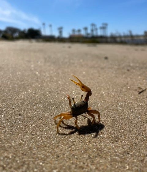 California crabs - Coronado 365 Magazine