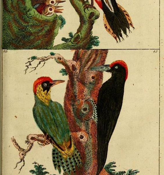 Ornithomancy - by Sarah Crowder - One Stone