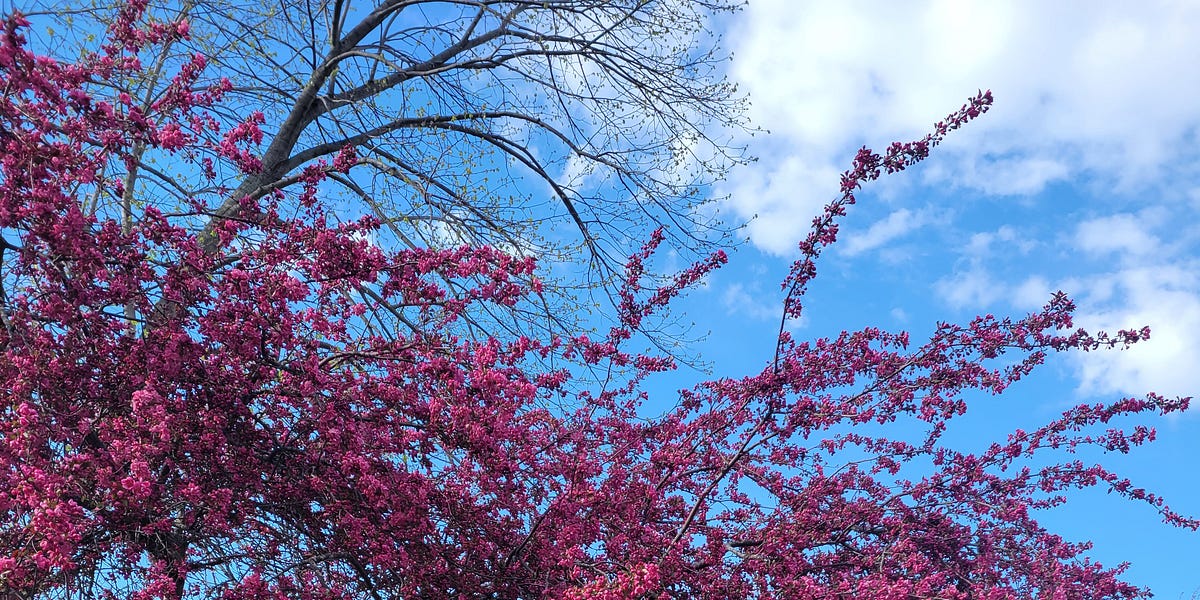 Spring moods - by Kyla Pilliod - Seasons and Reasons