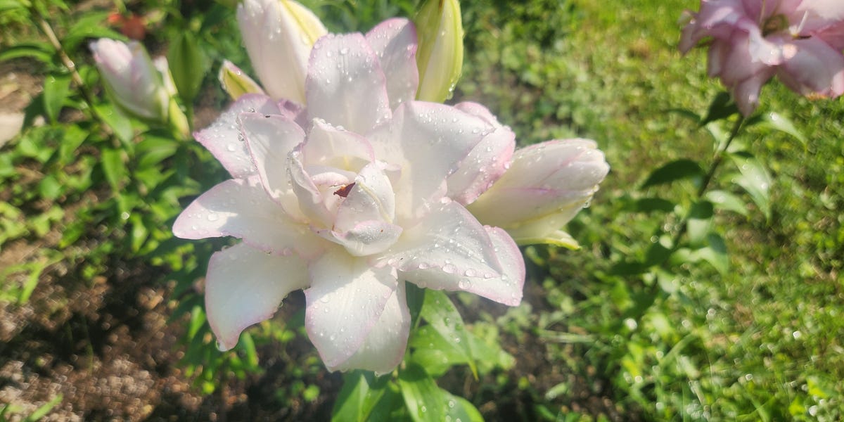 She wore Scarlett Begonias edition - Worriedman’s Substack