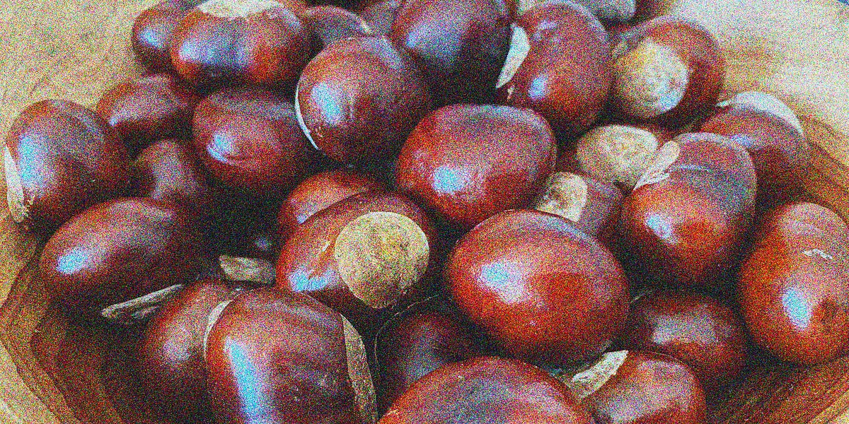 My Obsession With Conker Collecting Is Out of Control