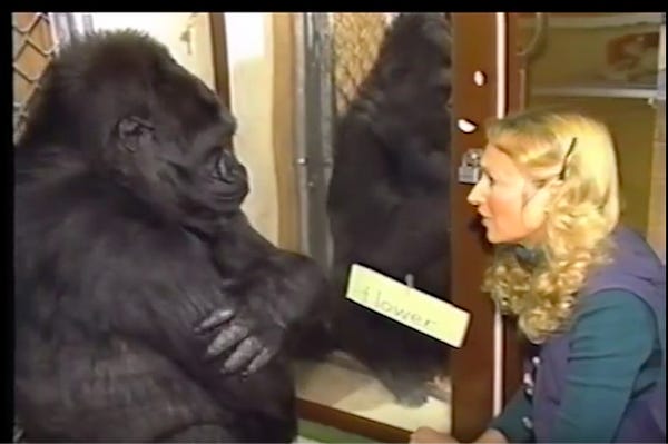 Adorable Gorilla Koko Signs Off - by Stephen Robinson