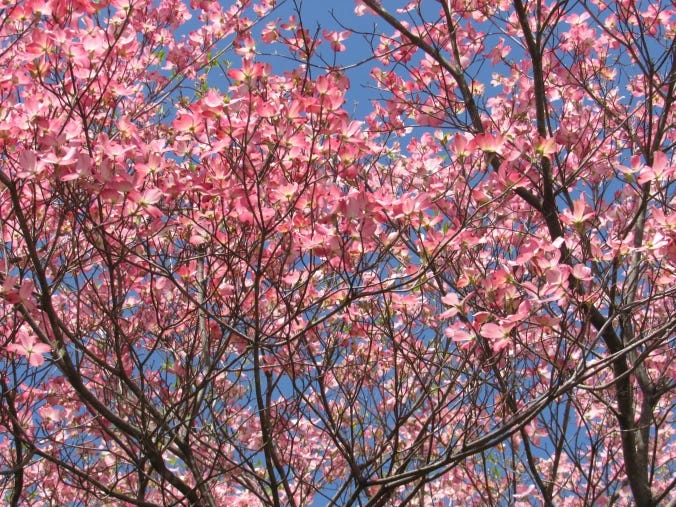 Poetry, Paterson & Perfect Days - Begin In Wonder Substack