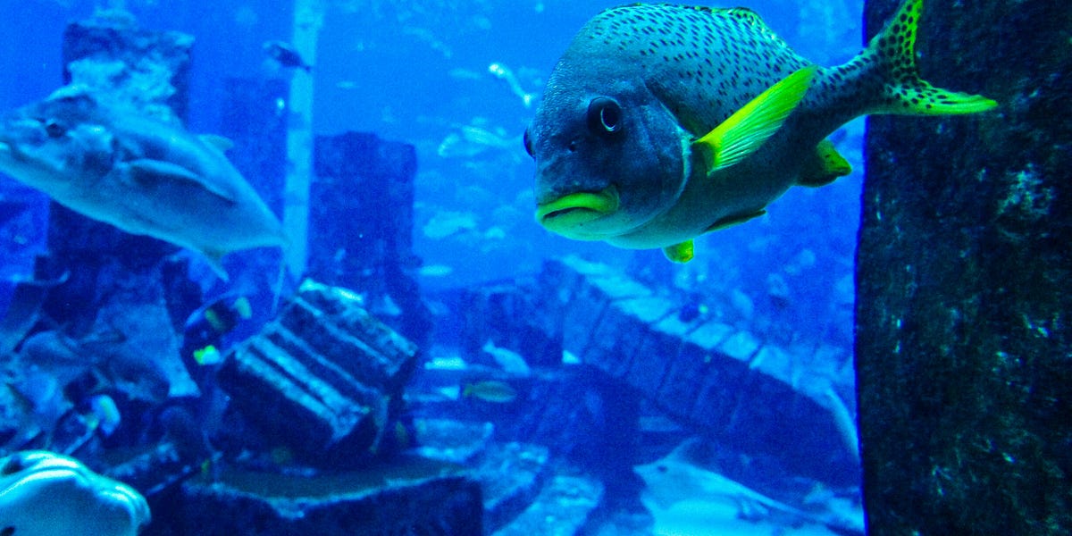 America’s Cultural Fish Tank - Culturcidal by John Hawkins