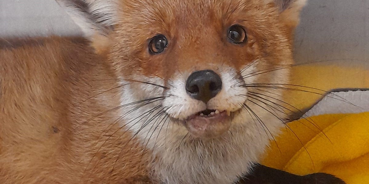Helping foxes on the Wirral - by Charlie Moores