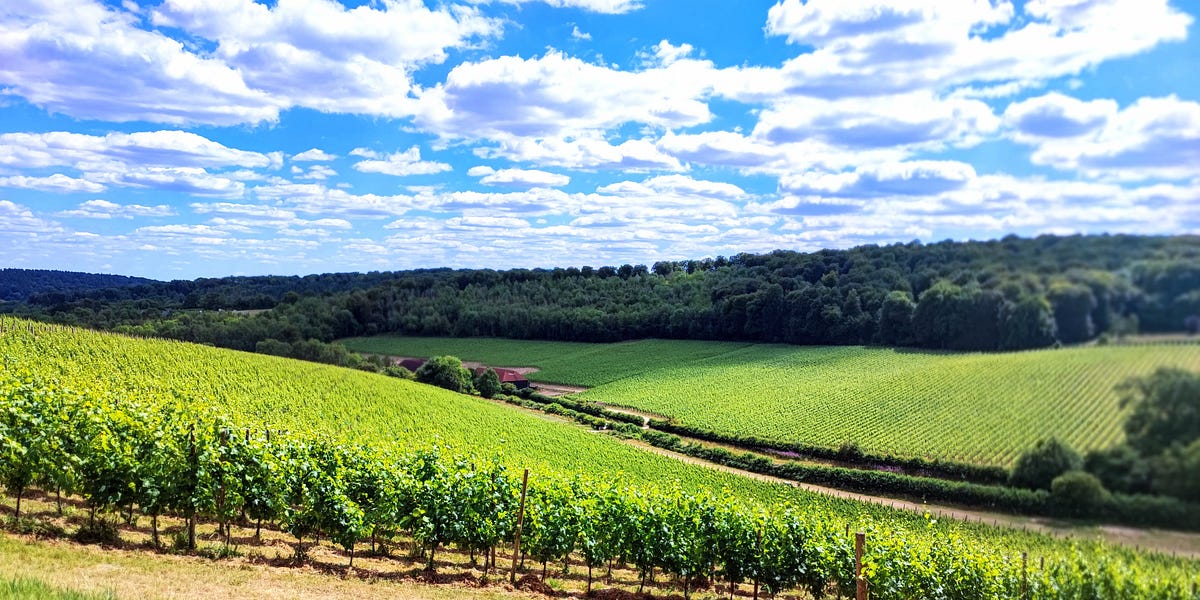 The Directory - English Sparkling Wine - by Tom Hewson