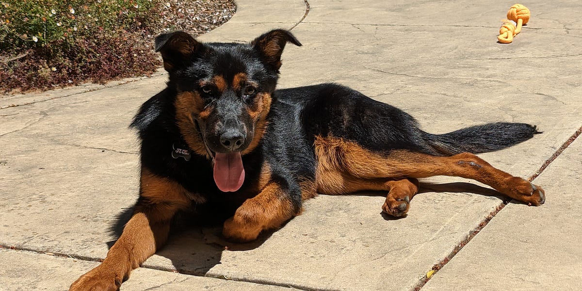 Acacia Comes Home - by Paul Hefner