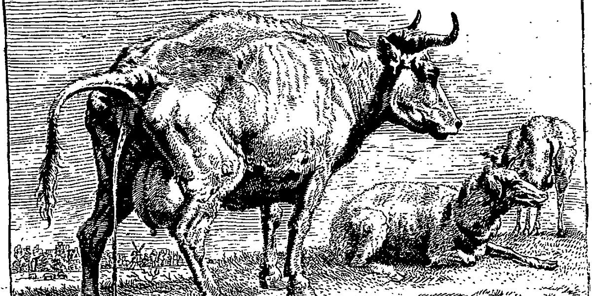 Quick Comms: Cows - sleepydude’s Substack