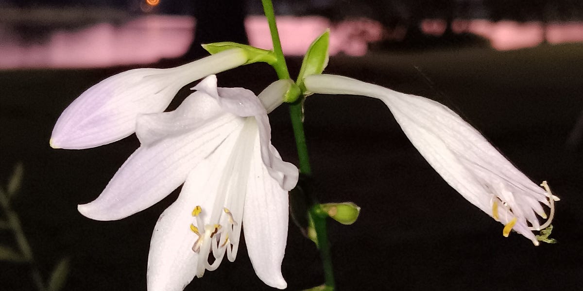 Space Holder - Alicia’s Substack