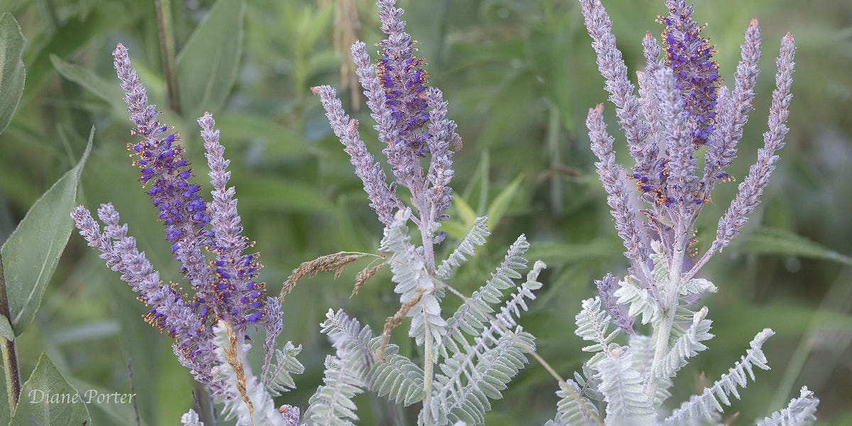 Leadplant - by Diane Porter - My Gaia