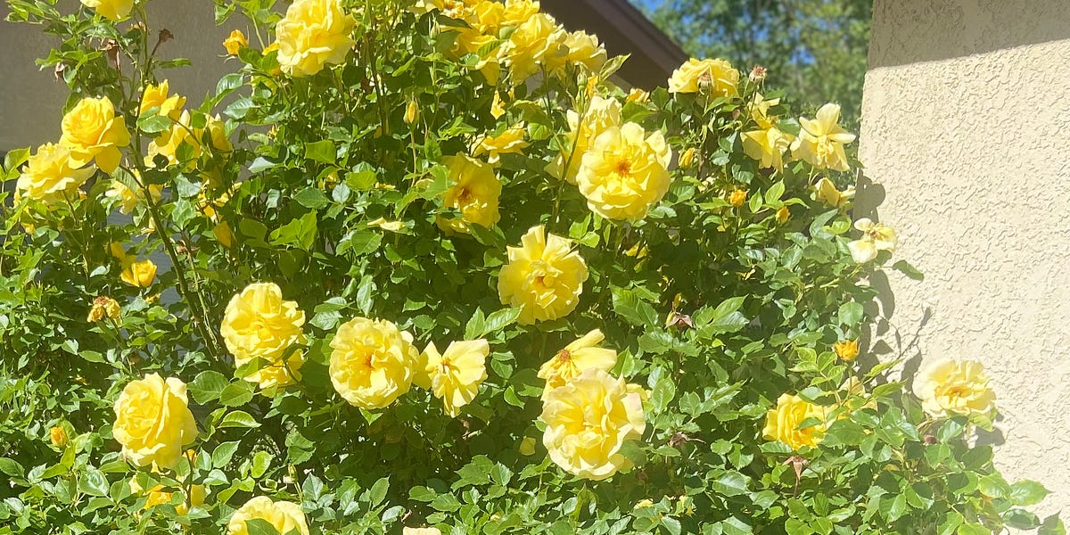 ROSES AND RHUBARB - by Suzanne Orrell