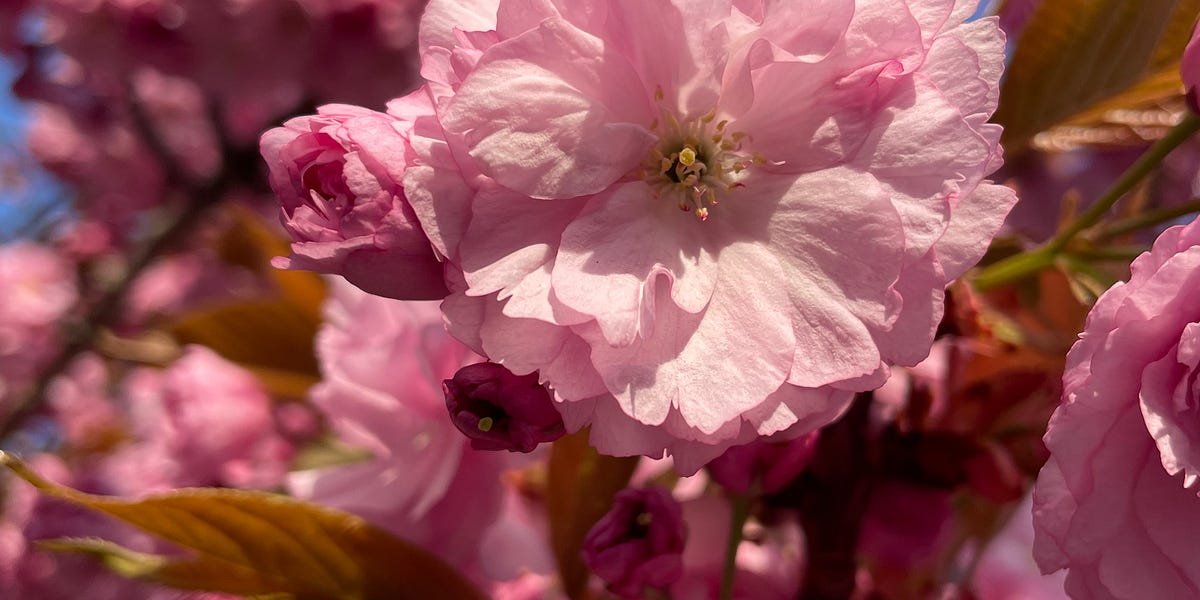 Una artista - by Daniela Flores - Daniela’s Substack