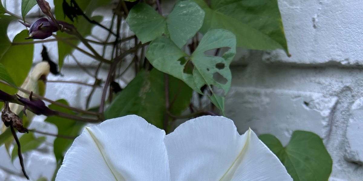 The beginner's guide to Moonflower Perfume.